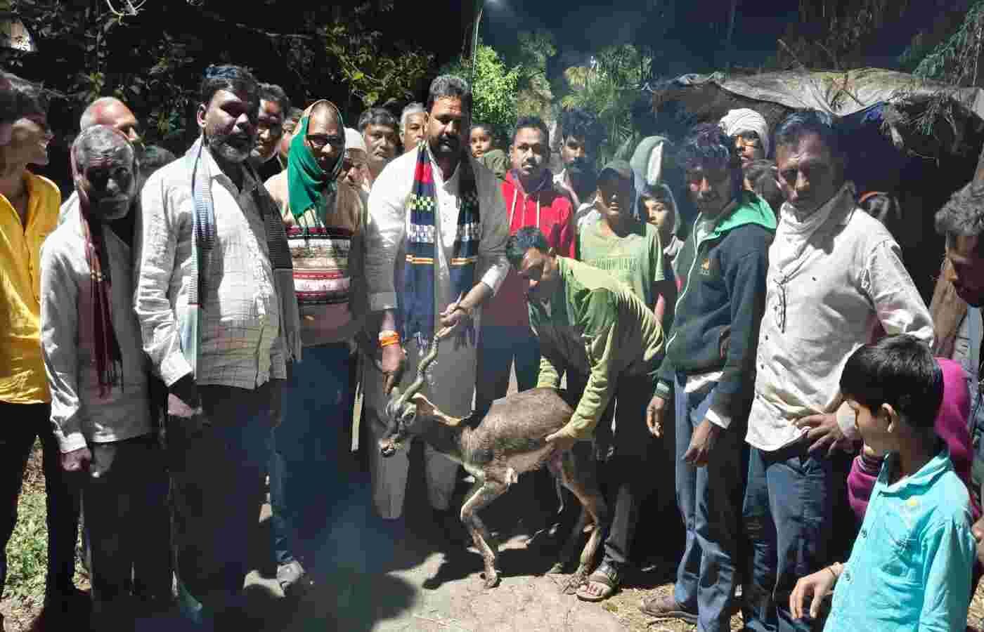 कुत्तों के हमले से घायल हुए कालवीट को ज्योतीराम चिवड़े पाटील ने बचाया ...