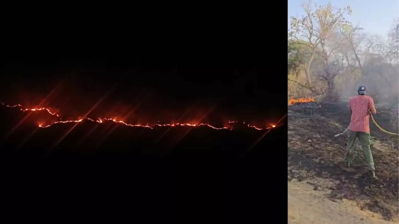 कुंभलगढ़ वन्यजीव अभयारण्य के जंगलों में लगी आग, वन विभाग का रेस्क्यू ...